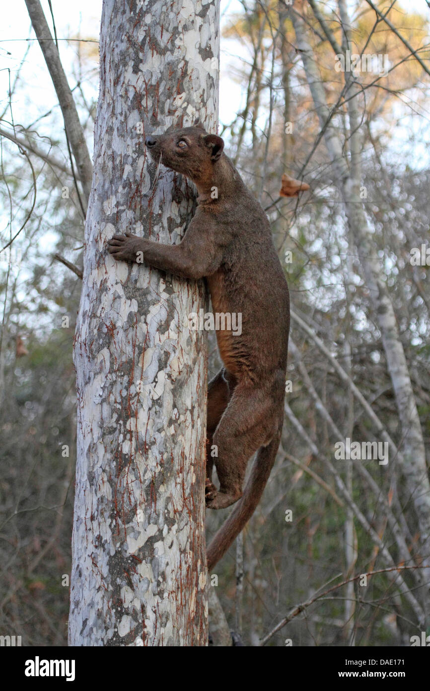fossa (Cryptoprocta ferox), climbing a tree early morning, largest ...