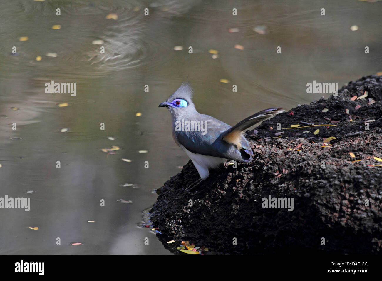 Crested Madagascar coucal, Crested Coua (Coua cristata), sitting on ...