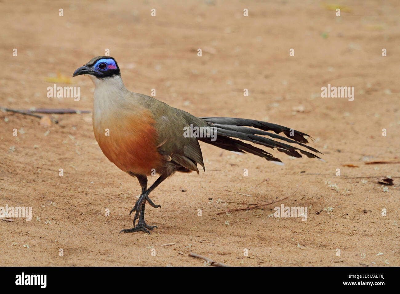 Giant Madagascar coucal, Giant coua (Coua gigas), is walking on sandy ...