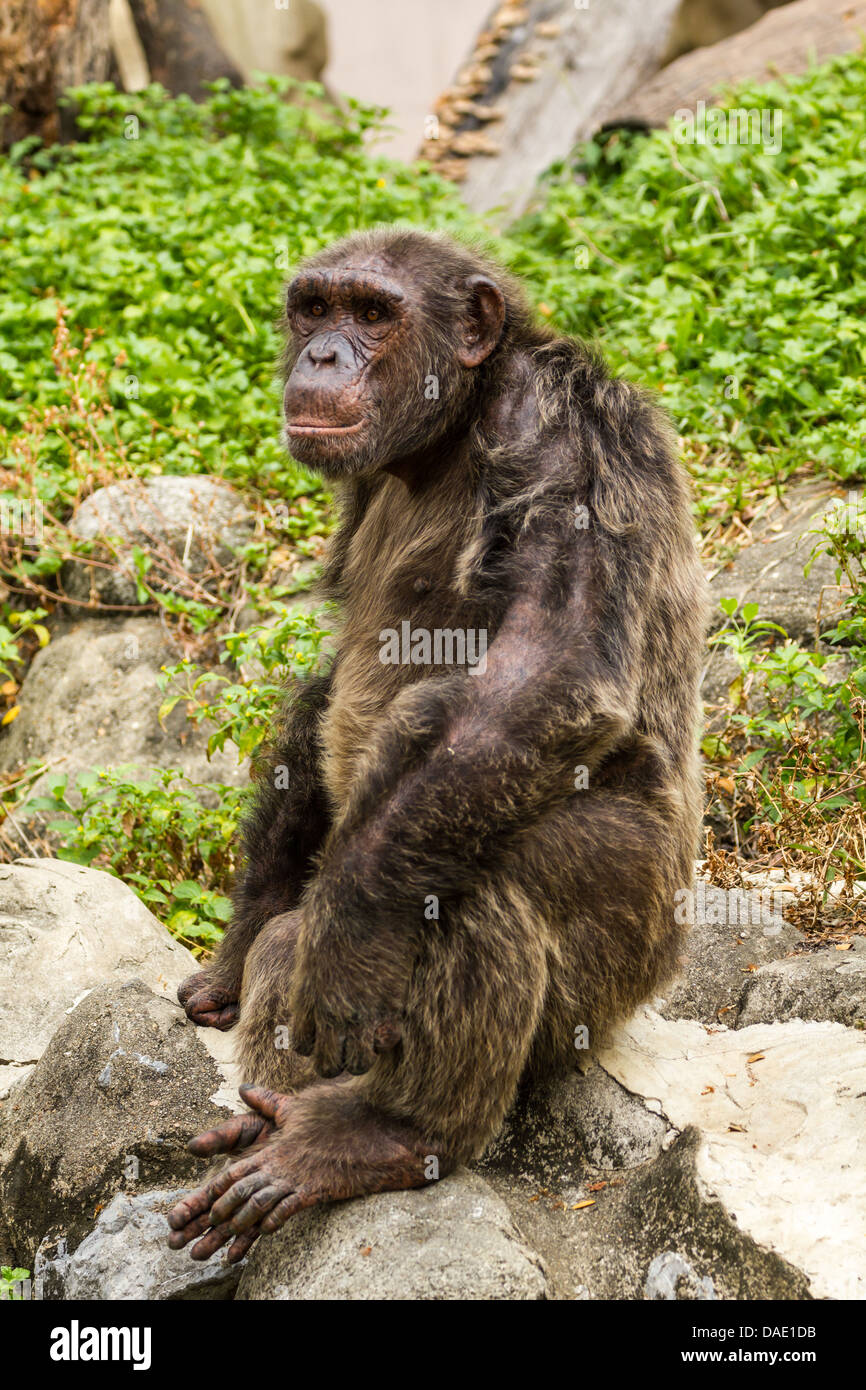 Chimpanzee staring hi-res stock photography and images - Alamy