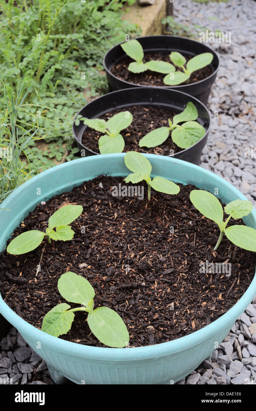 Cucurbita pepo, Courgette seedlings in pots, Wales, UK Stock Photo - Alamy