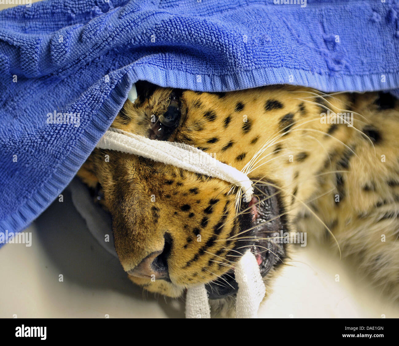 Old leopard hi-res stock photography and images - Alamy