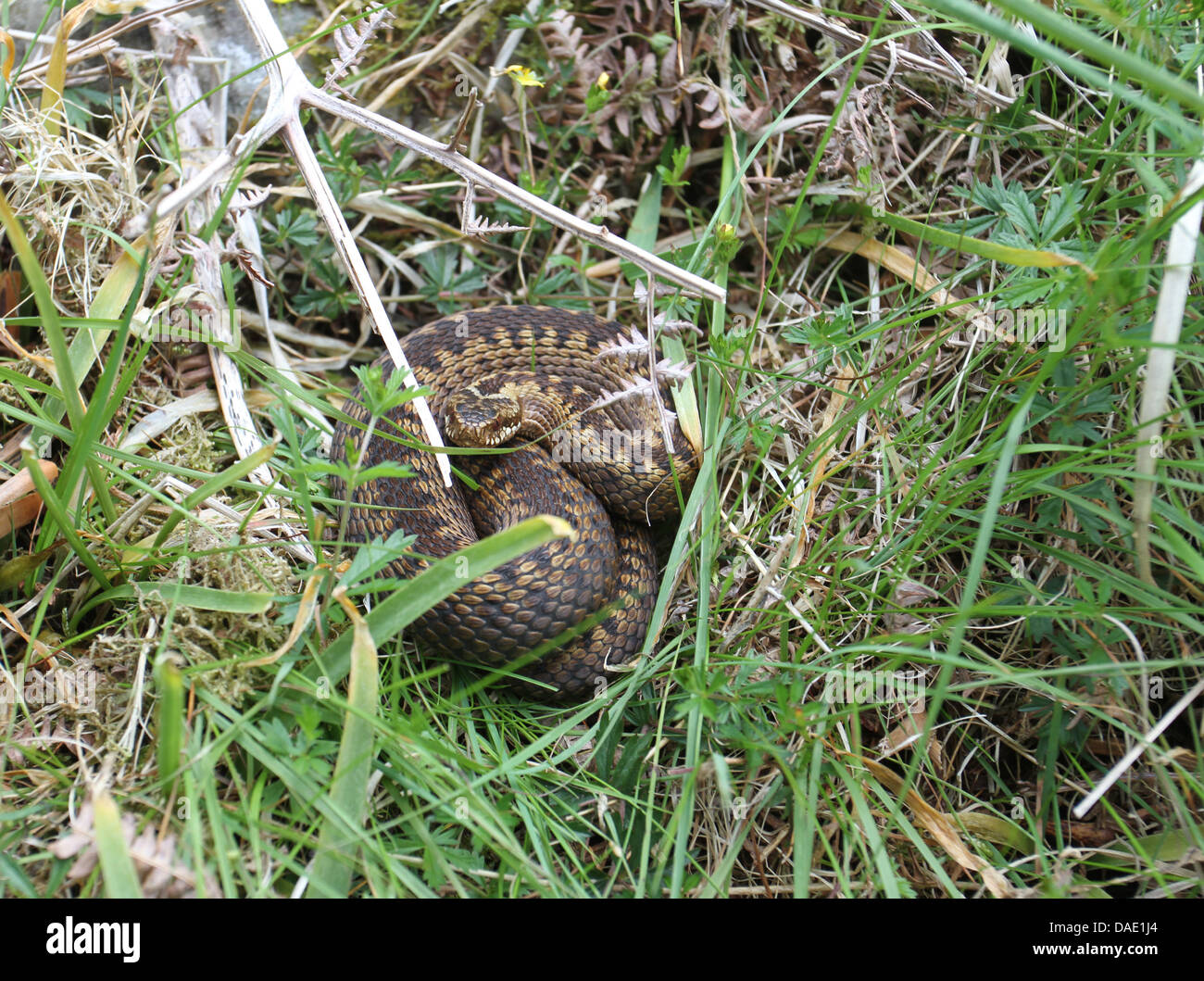 Adder scotland hi-res stock photography and images - Alamy