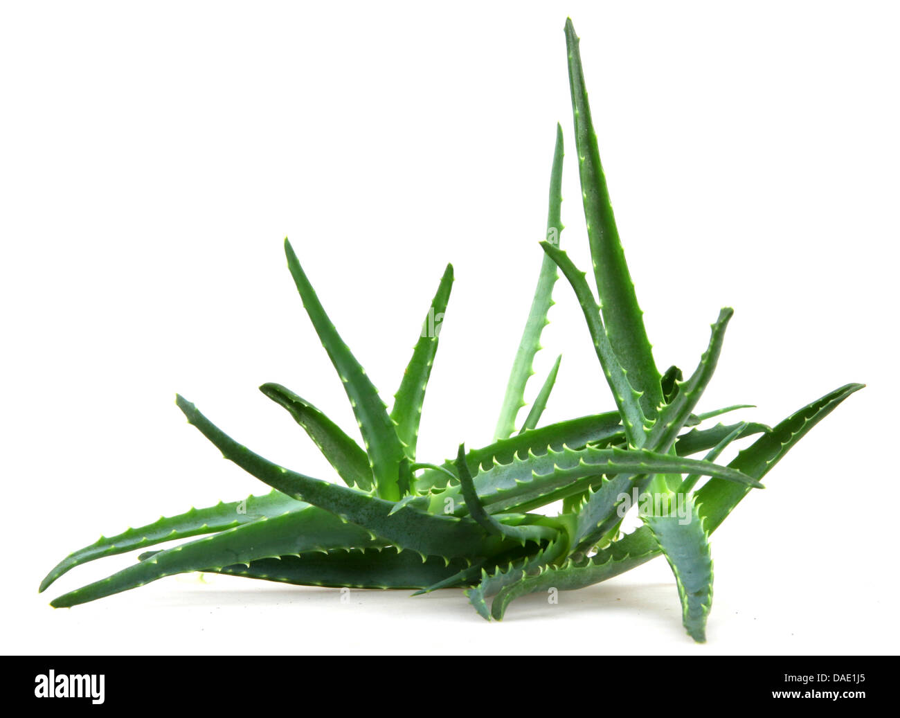 Aloe images hi-res stock photography and images - Alamy