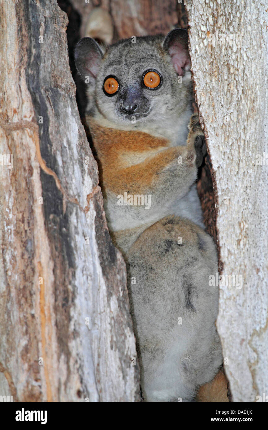 Red-tailed sportive lemur (Lepilemur ruficaudatus), sitting in a hollow ...