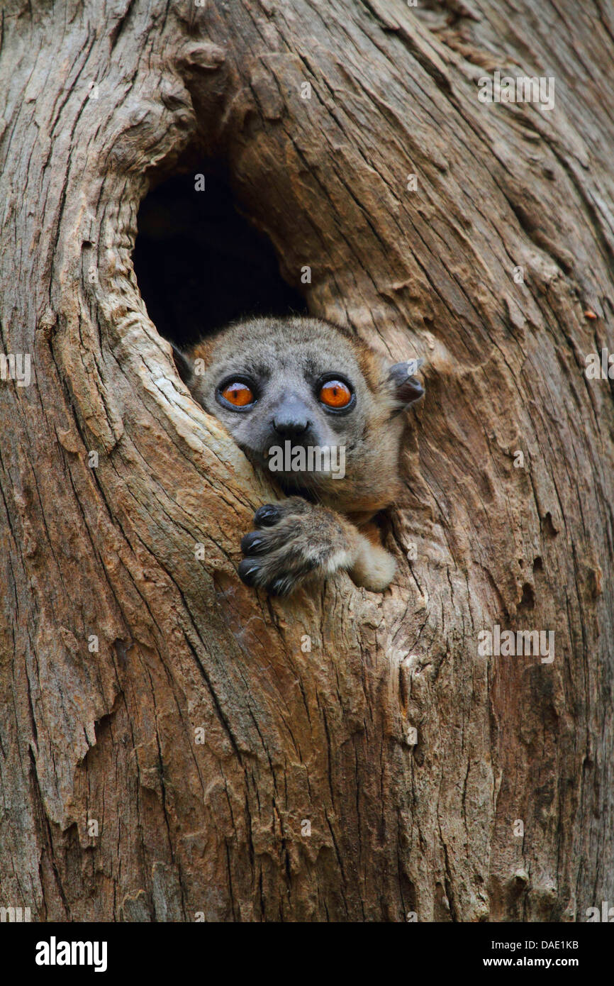 Red tailed sportive lemurs lepilemur ruficaudatus hi-res stock ...