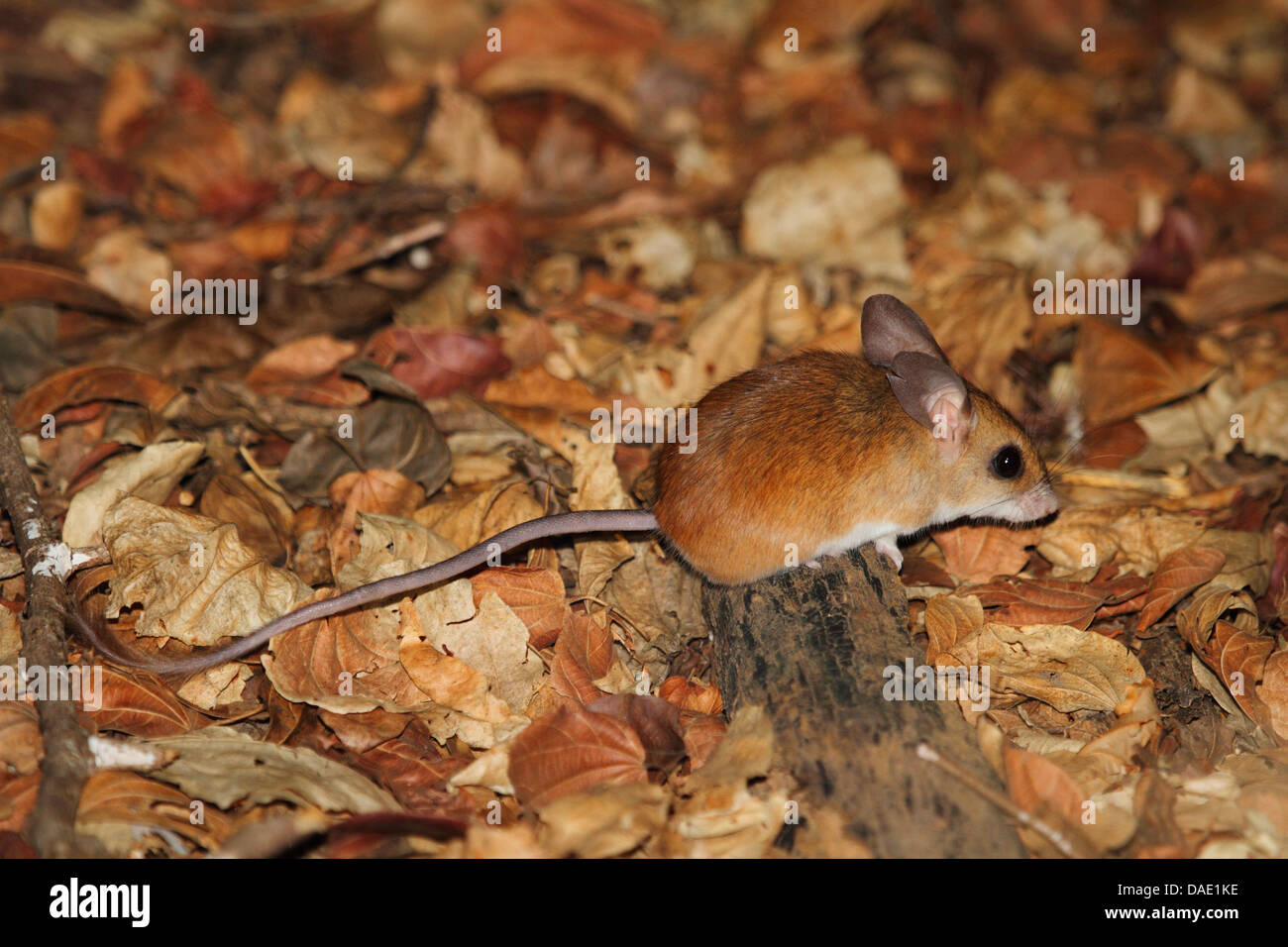 Dormice hi-res stock photography and images - Alamy