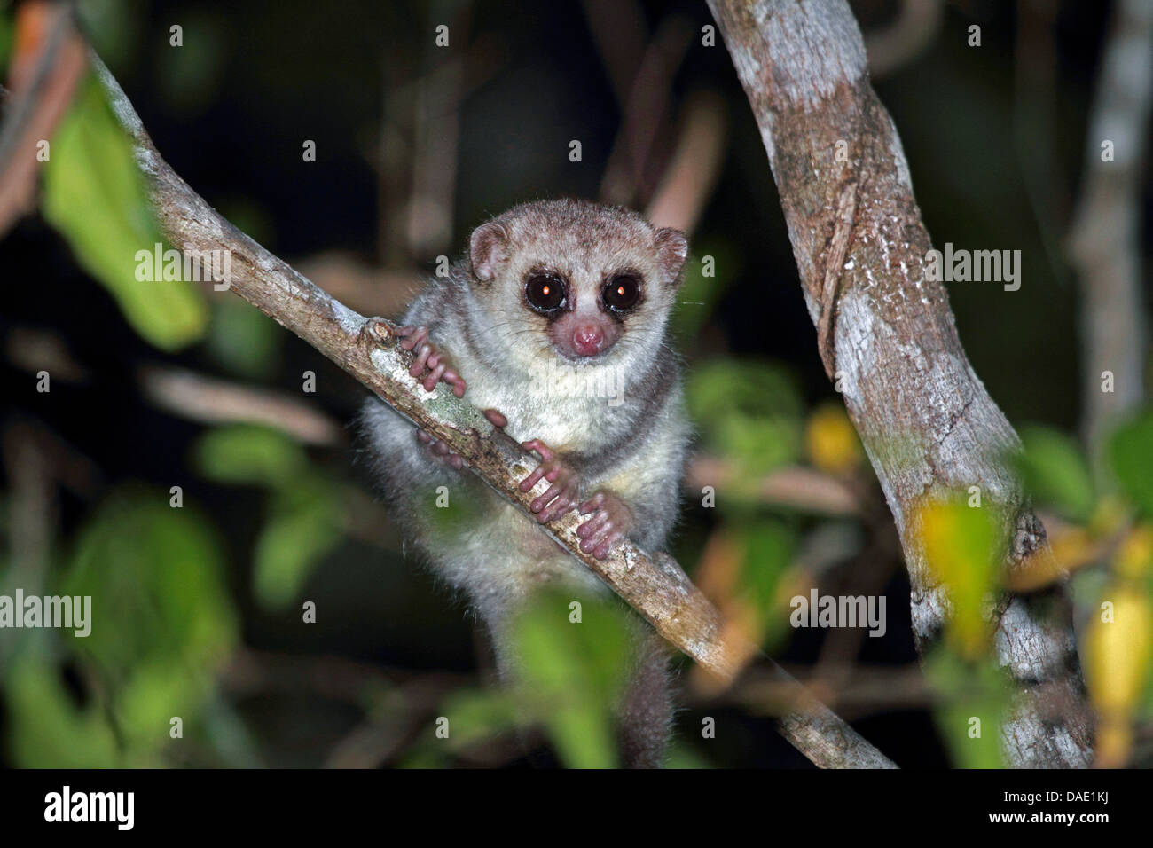 Lesser dwarf lemur, Fat-tailed dwarf lemur (Cheirogaleus medius ...