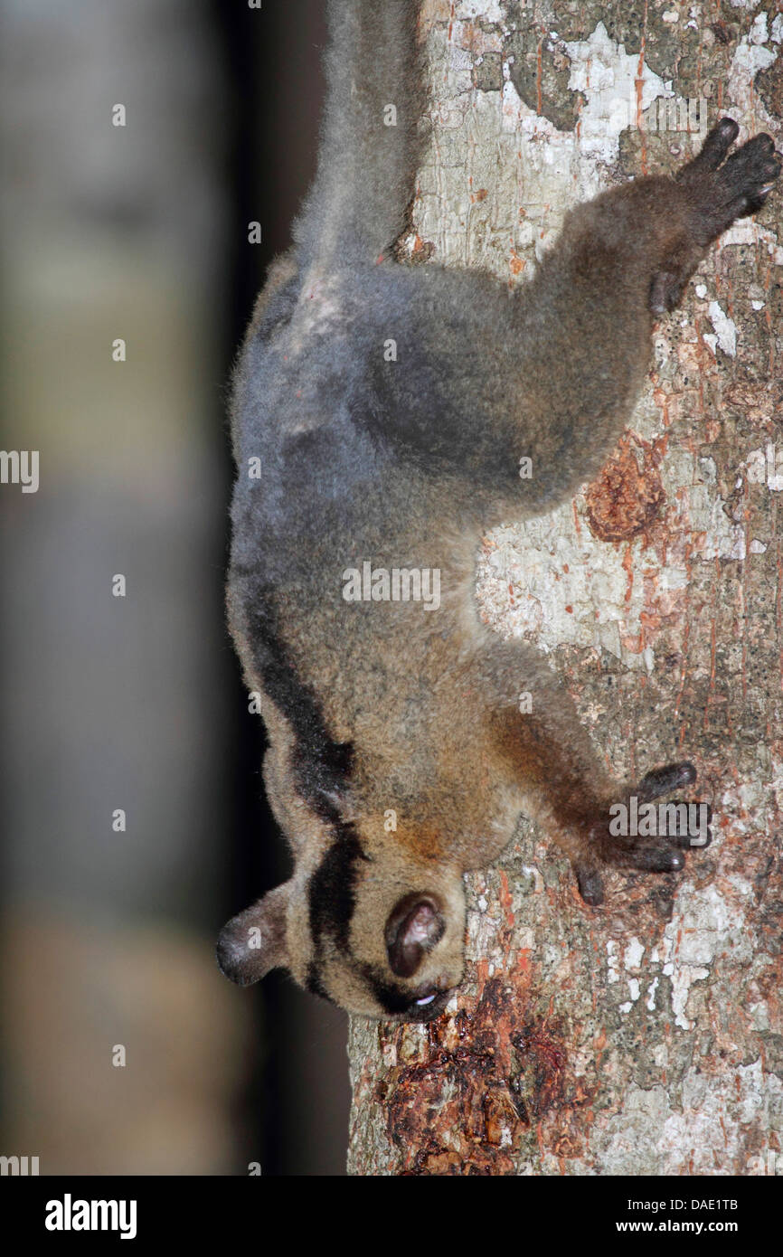 Pale fork-marked lemur (Phaner pallescens), clinging head first to tree ...