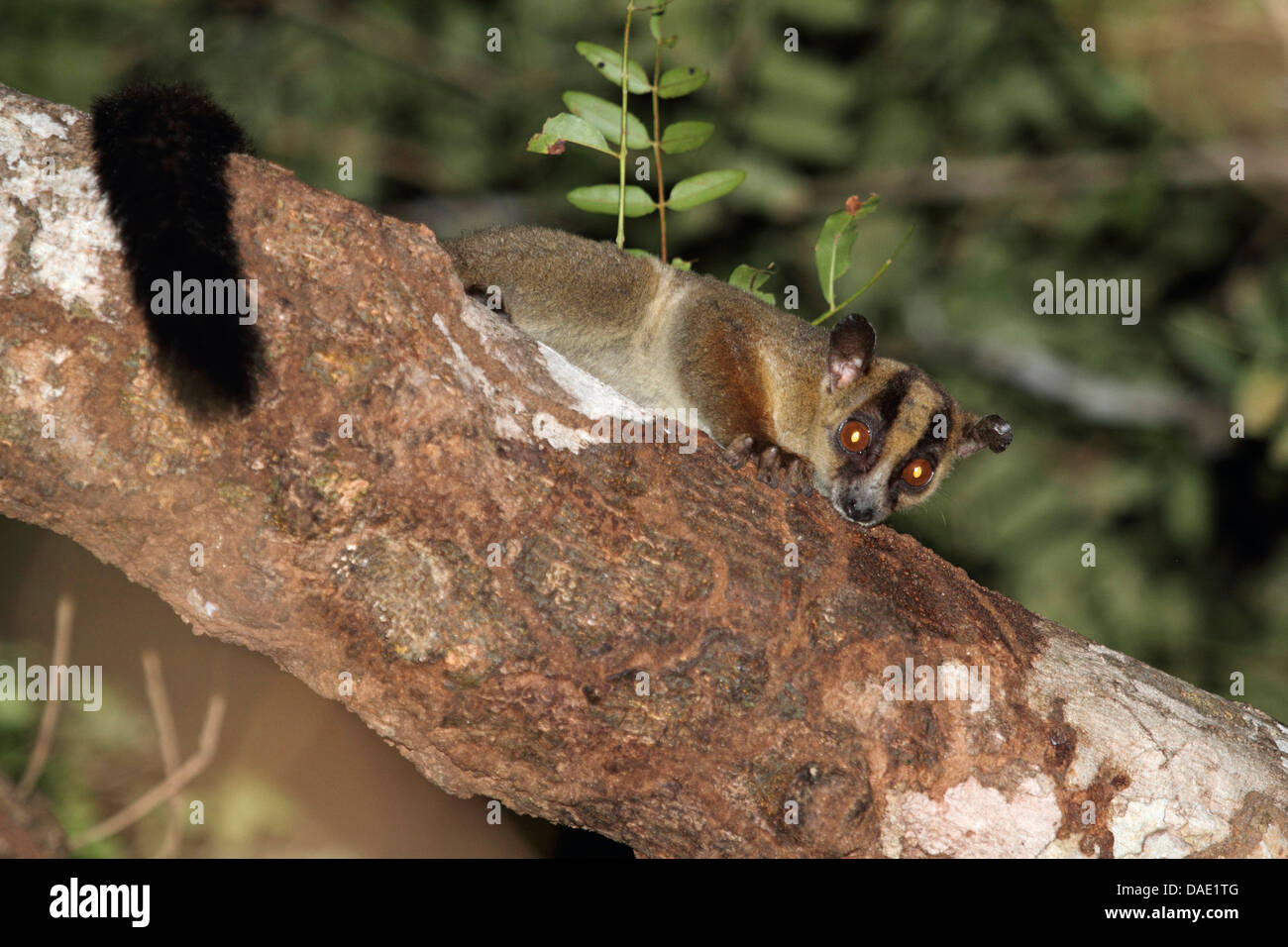 Pale fork-marked lemur (Phaner pallescens), sitting on a branch looking ...