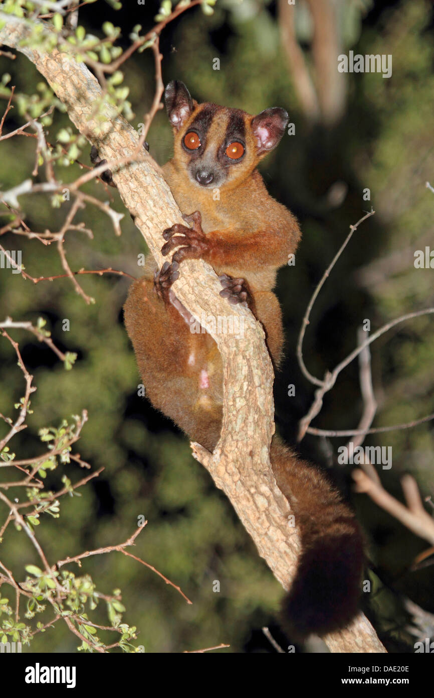 Pale fork-marked lemur (Phaner pallescens), sitting on a branch looking ...