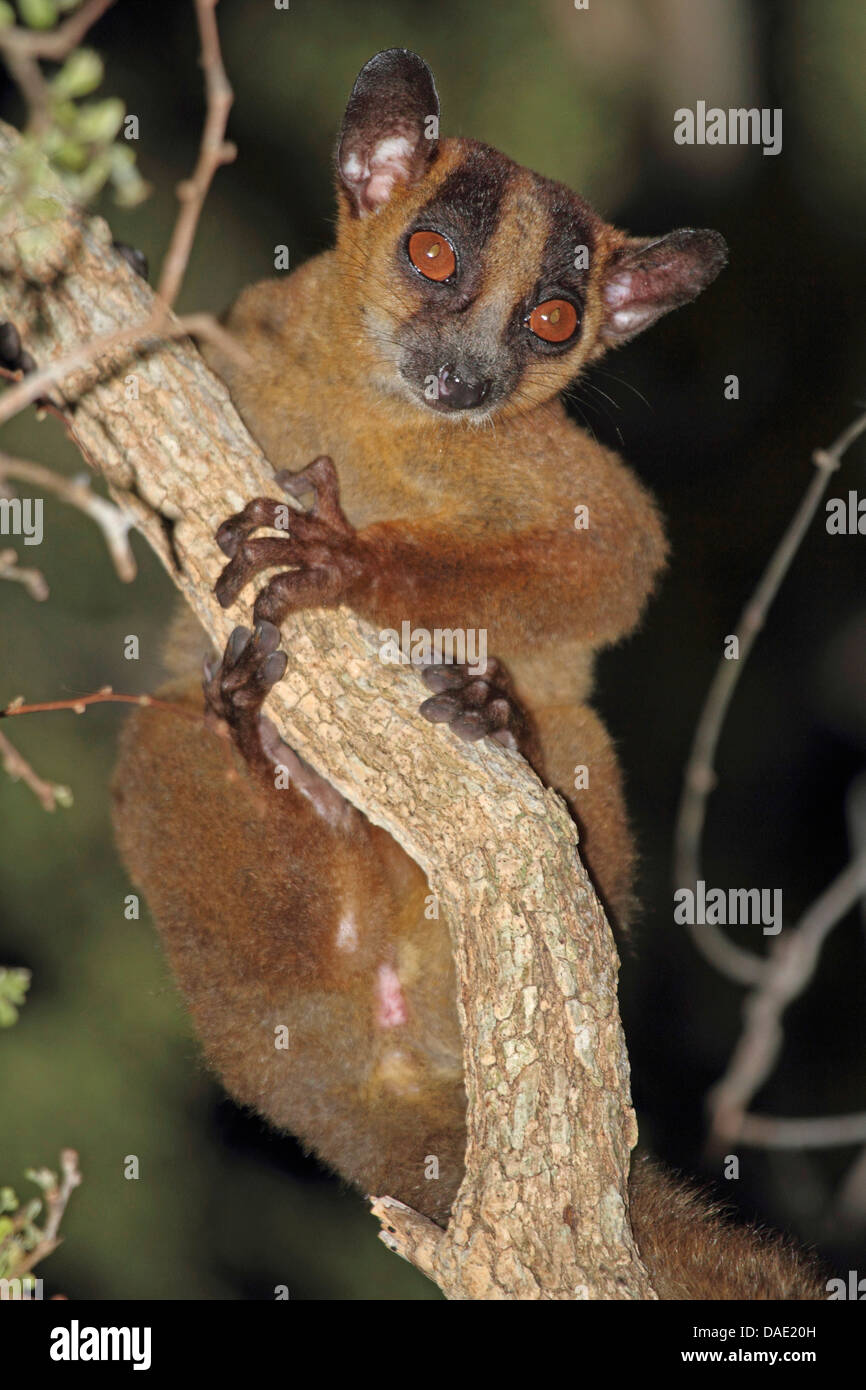Fork marked lemurs hi-res stock photography and images - Alamy