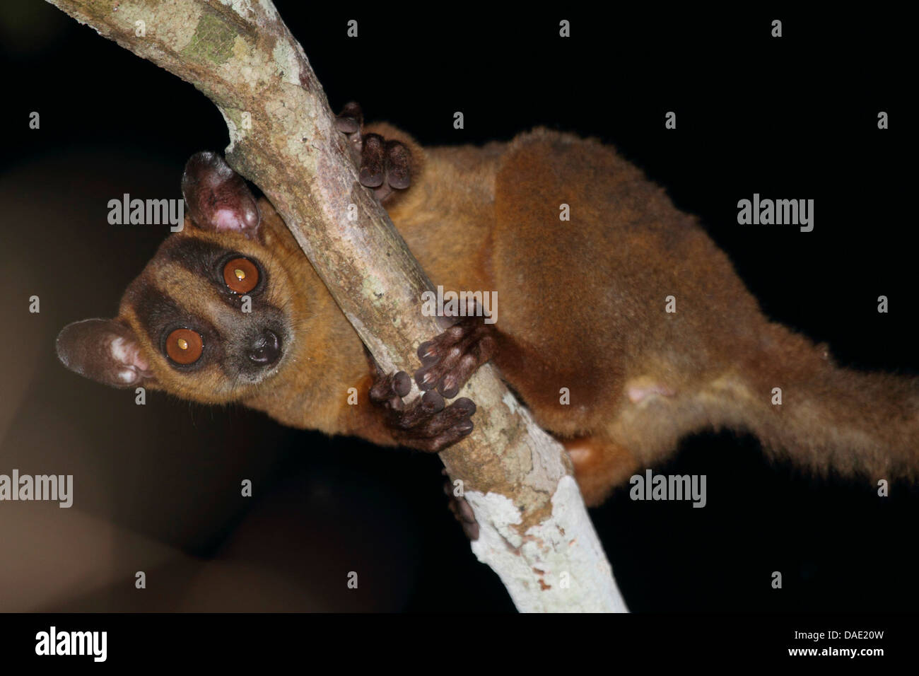 Pale fork-marked lemur (Phaner pallescens), sitting on a branch looking ...