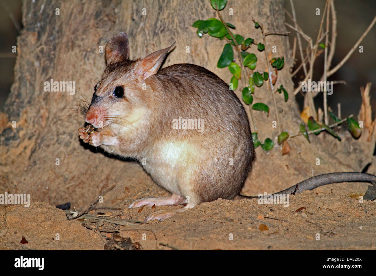 Giant jumping rat, Malagasy giant rat, Malagasy giant jumping rat ...