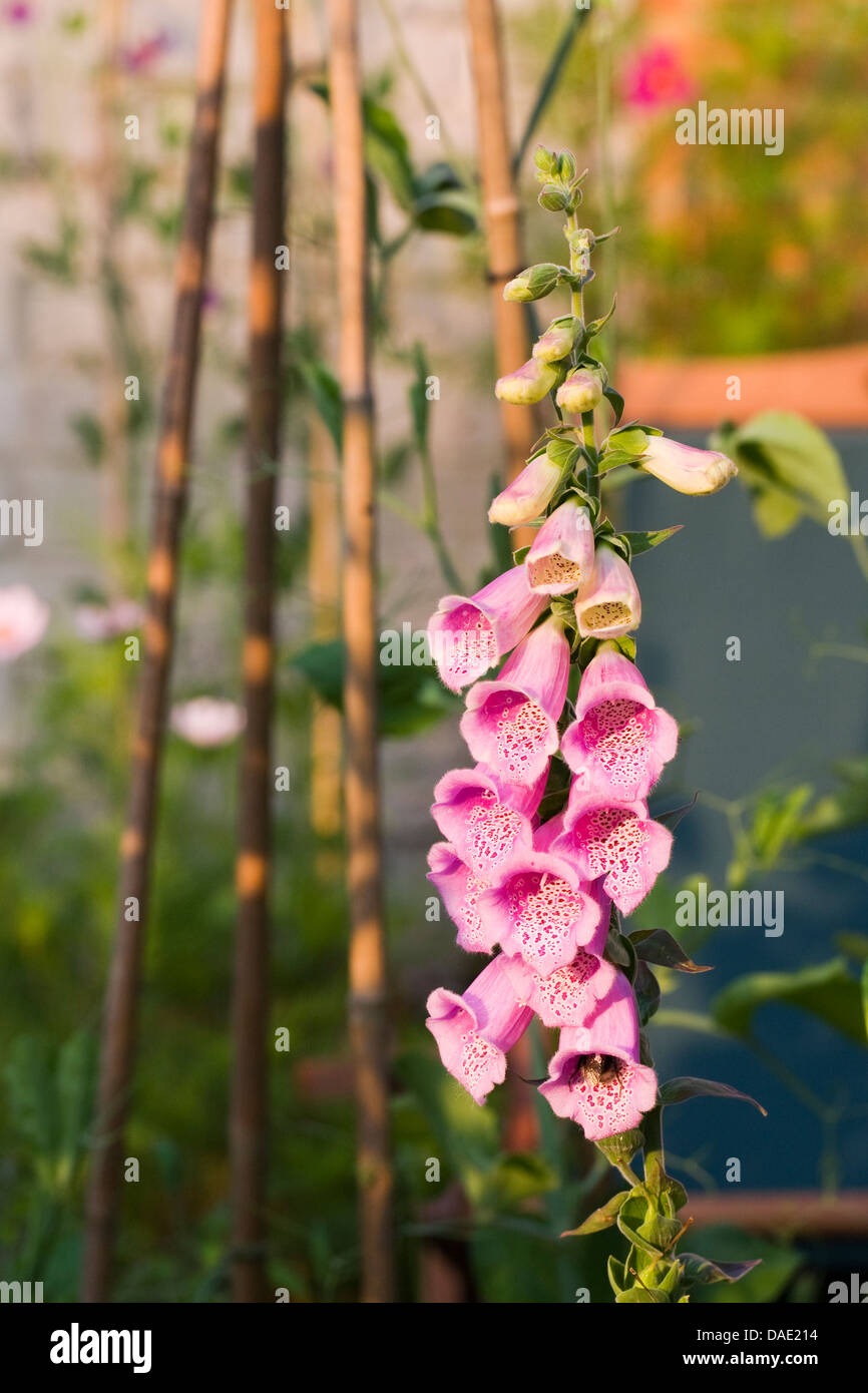 Digitalis purpurea hi-res stock photography and images - Alamy