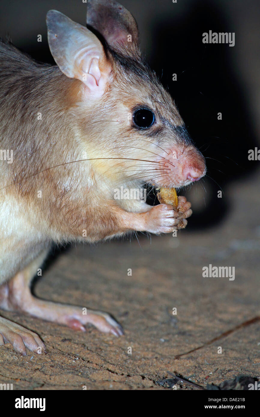 Giant jumping rat, Malagasy giant rat, Malagasy giant jumping rat ...