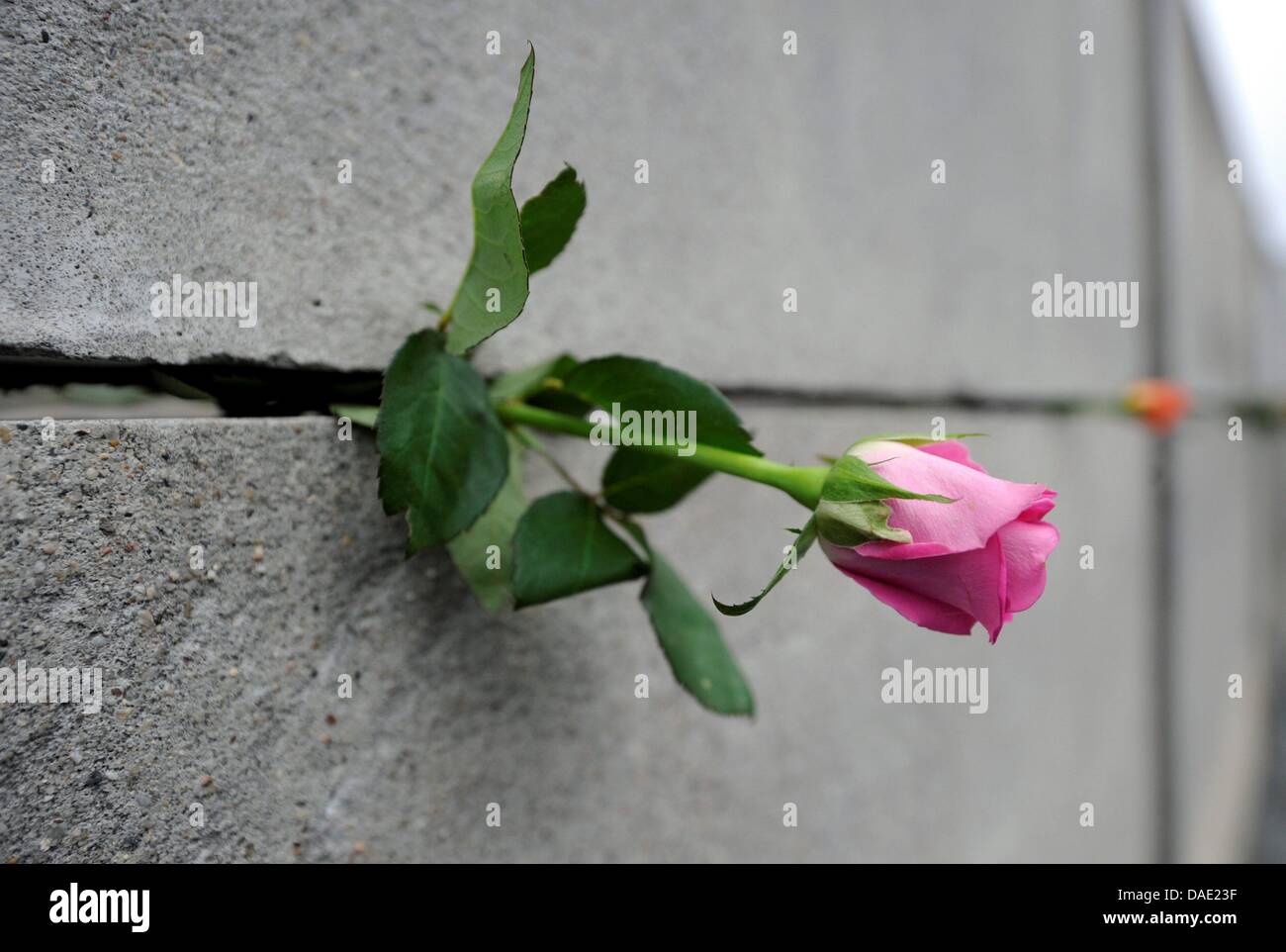Roses are seen at the 'Berlin Wall Memorial' in Berlin, Germany, 09 ...