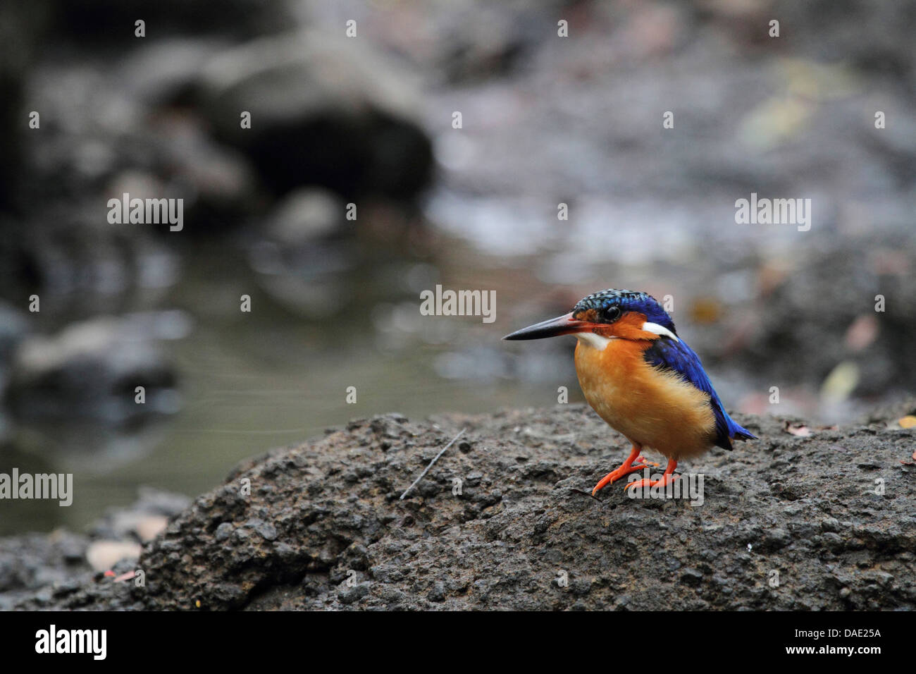 Madagascar malachite kingfisher (Alcedo vintsioides), sitting on rock ...