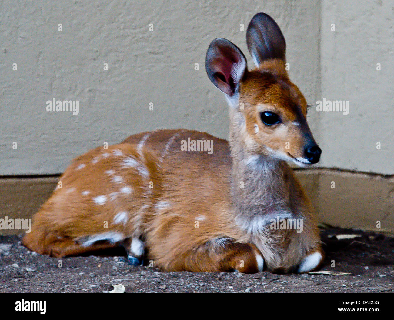 Young Bush Buck Stock Photo - Alamy