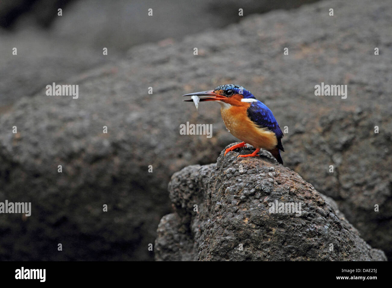 Madagascar malachite kingfisher (Alcedo vintsioides), sitting on rock ...
