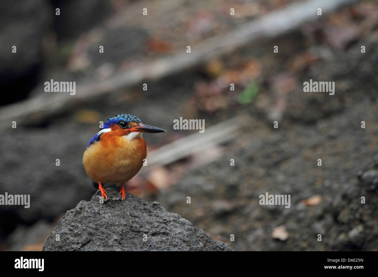 Madagascar malachite kingfisher (Alcedo vintsioides), sitting on rock ...
