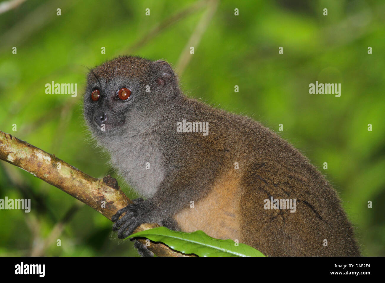 Eastern lesser bamboo lemur, Eastern grey bamboo lemur, Eastern grey ...
