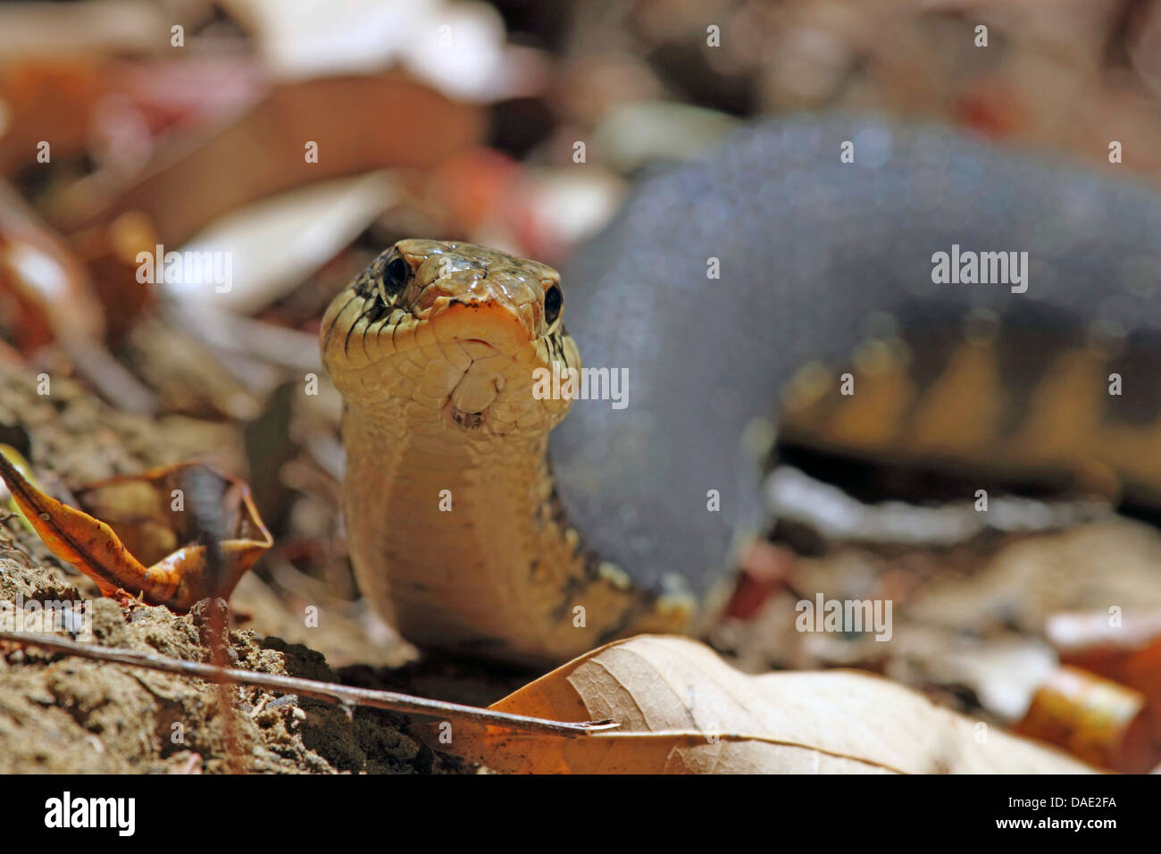 Madagascar Menarana snake, Giant Madagascan Hognose, Malagasy Giant ...