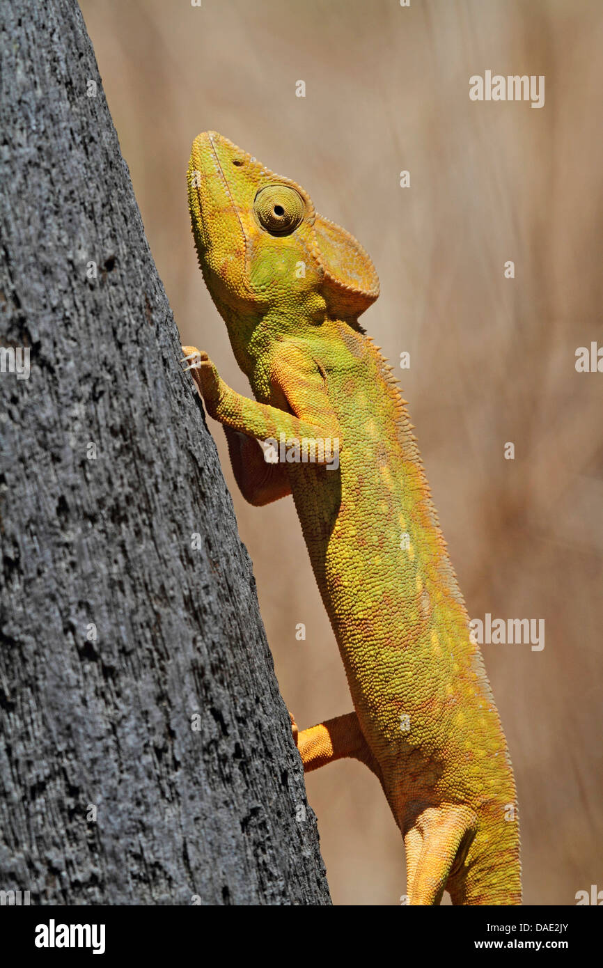 Giant Madagascar Chameleon, Oustalet's Chameleon, Oustalet's giant ...