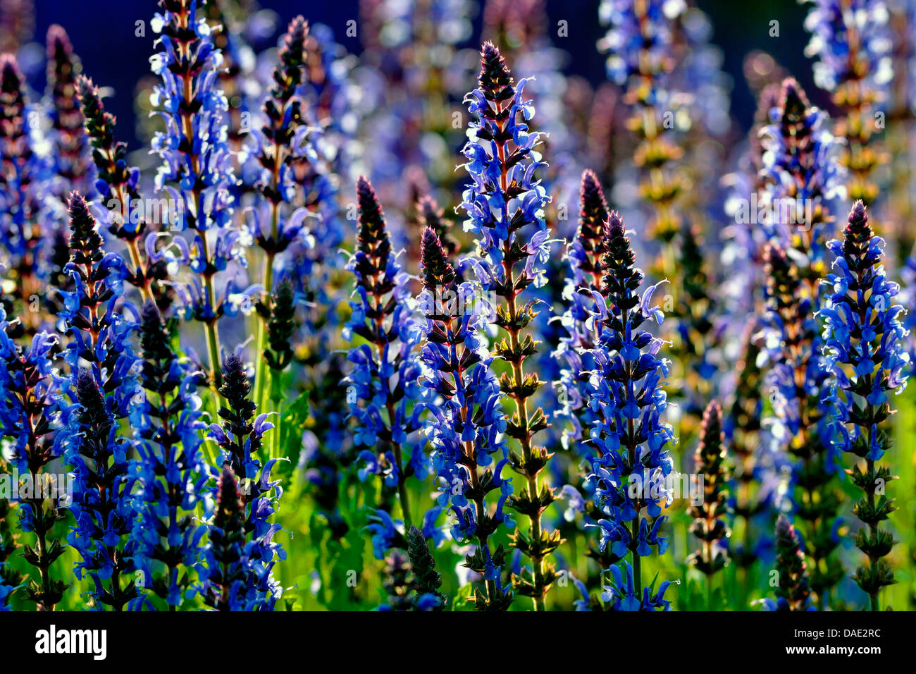 Salvia nemorosa hi-res stock photography and images - Alamy