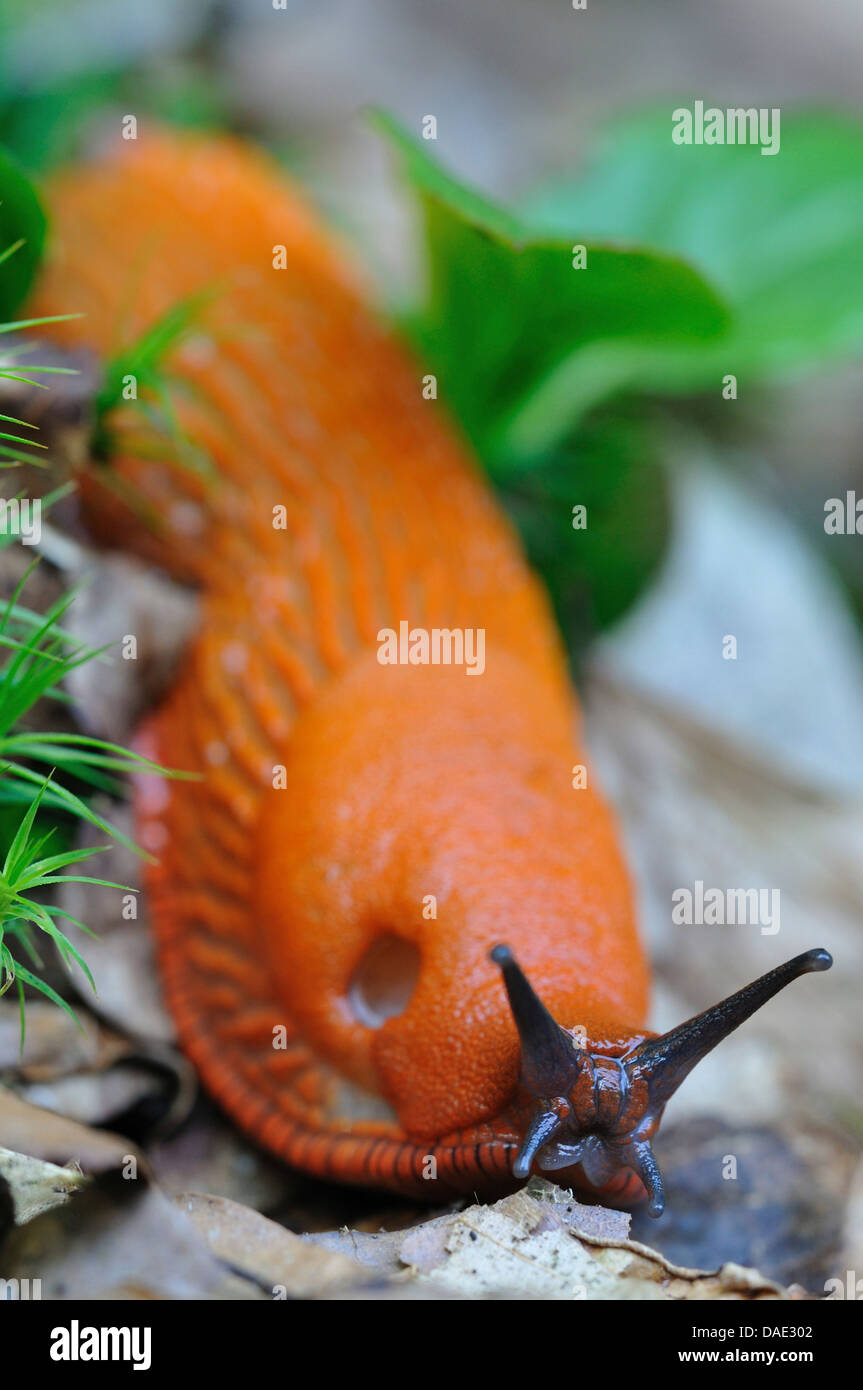 large red slug, greater red slug, chocolate arion (Arion rufus ...