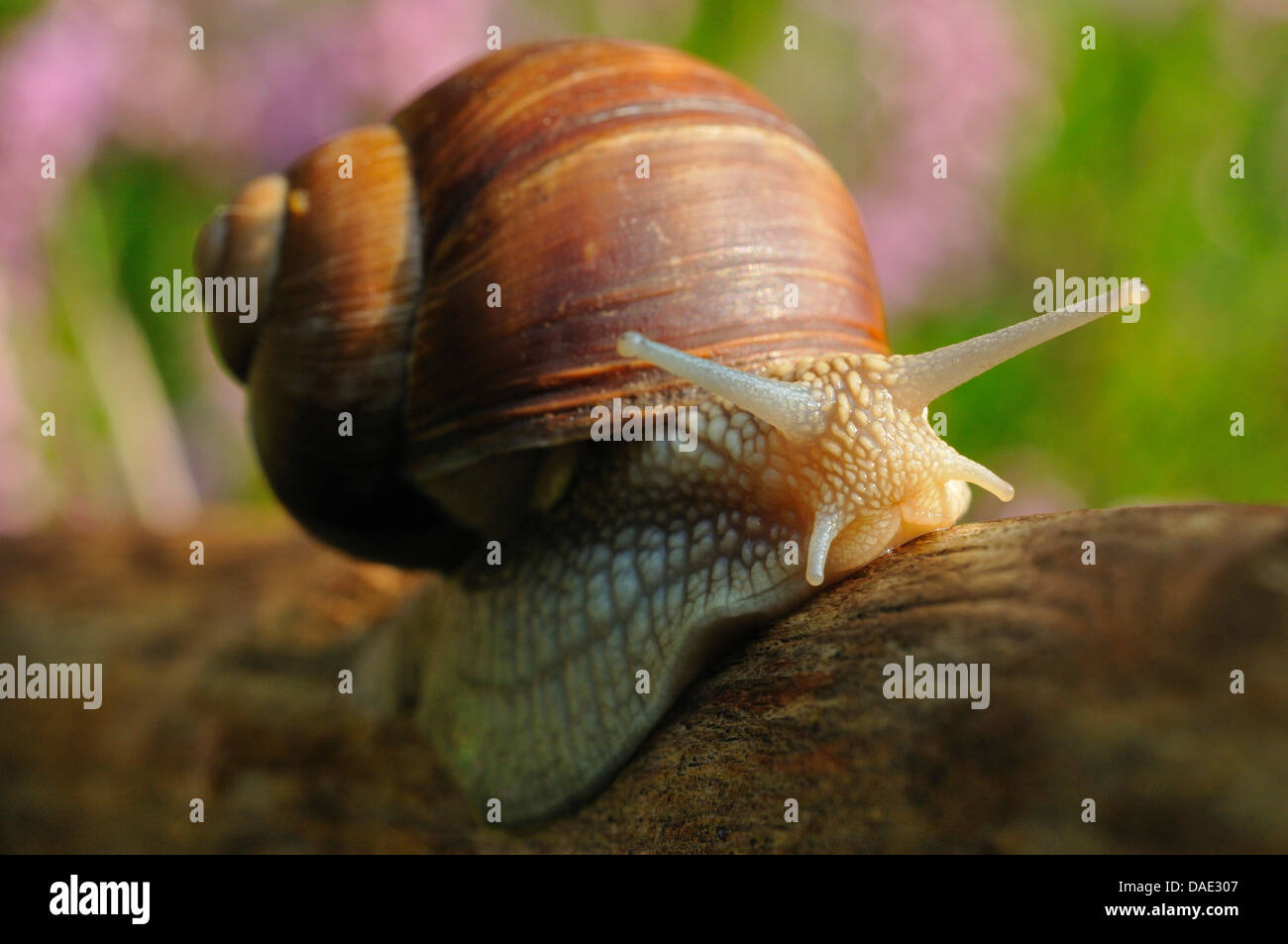 Roman snail, escargot, escargot snail, edible snail, apple snail ...