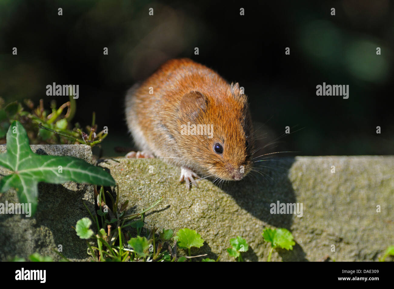 common vole (Microtus arvalis), sitting on a stone wall, Germany Stock ...