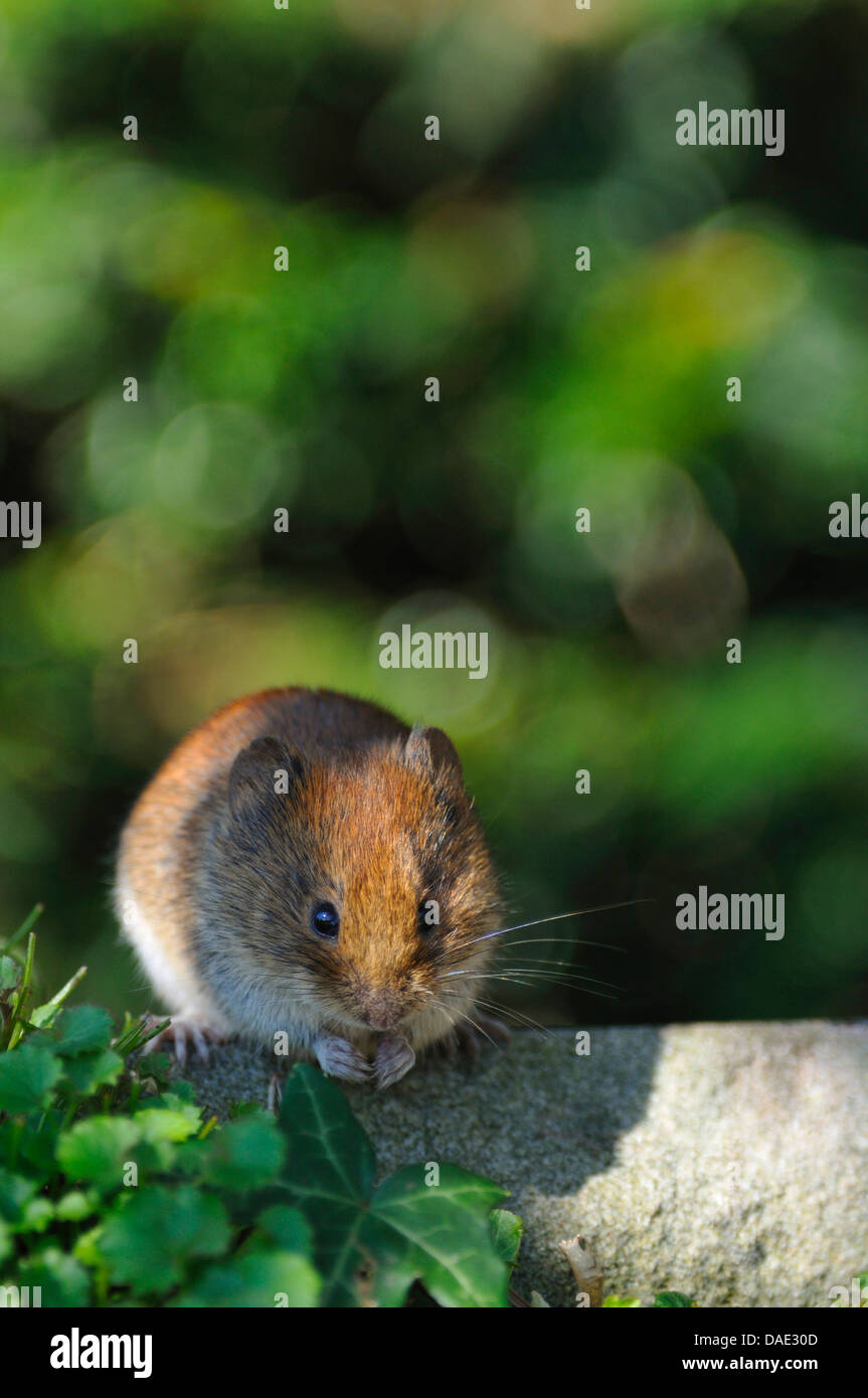 common vole (Microtus arvalis), sitting on a stone wall mumbling ...