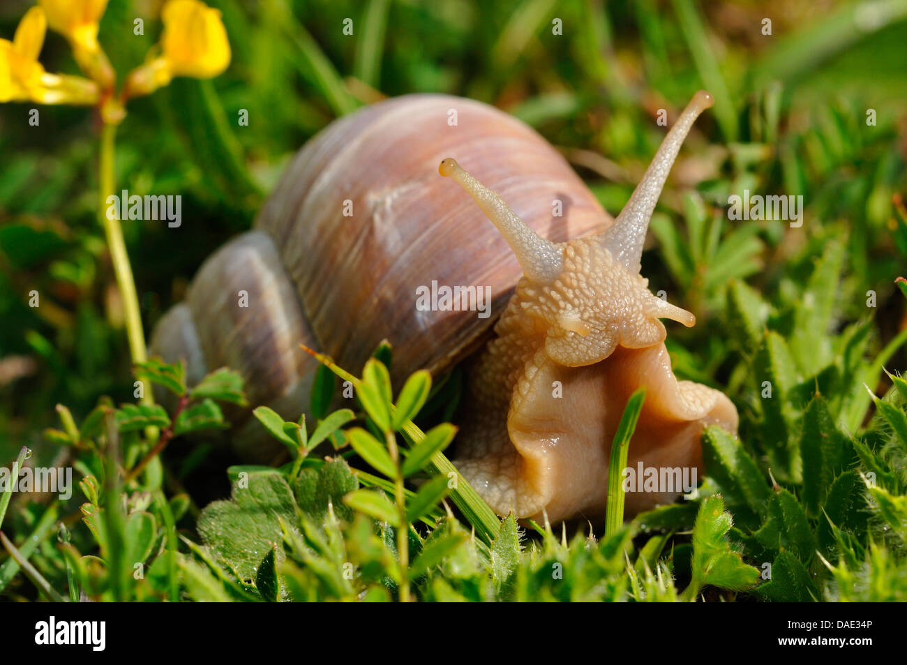 Roman snail, escargot, escargot snail, edible snail, apple snail ...