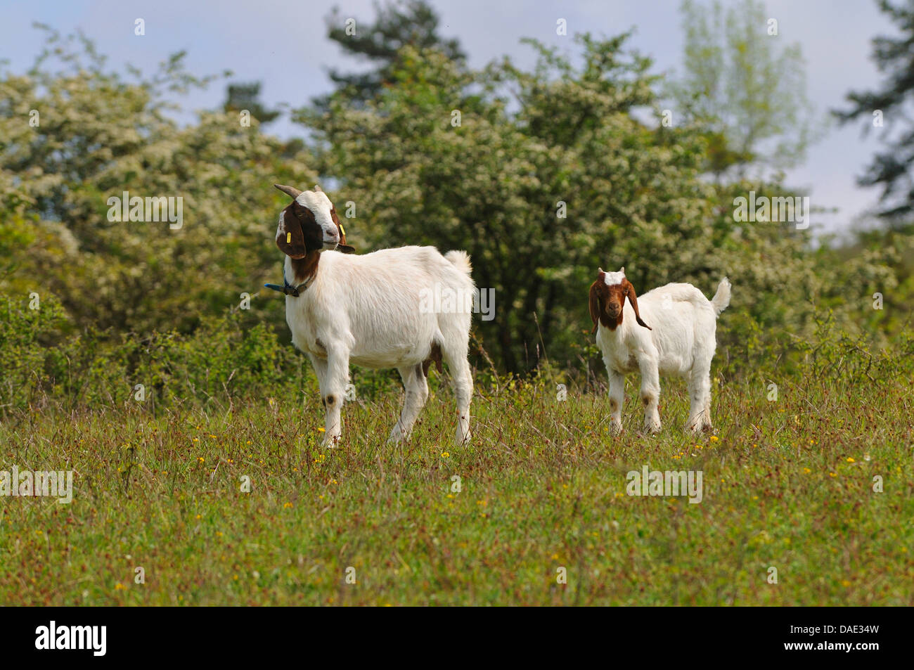 Boer goat (Capra hircus, Capra aegagrus f. hircus), with juvenile ...