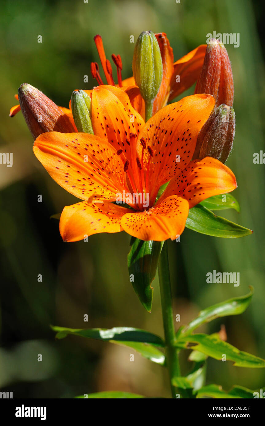 orange lily (Lilium bulbiferum), blooming Stock Photo - Alamy