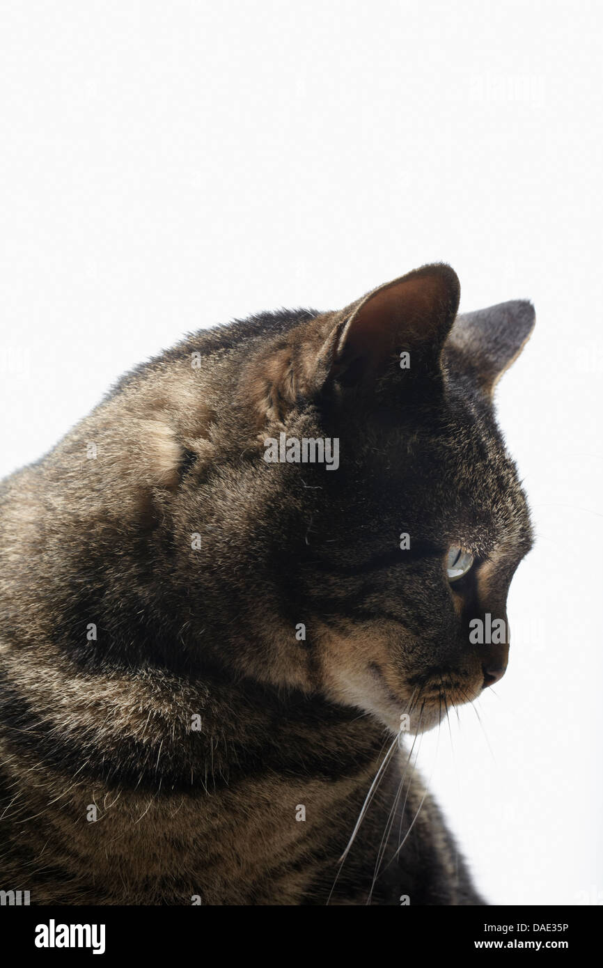 tabby cat looking to right Stock Photo - Alamy