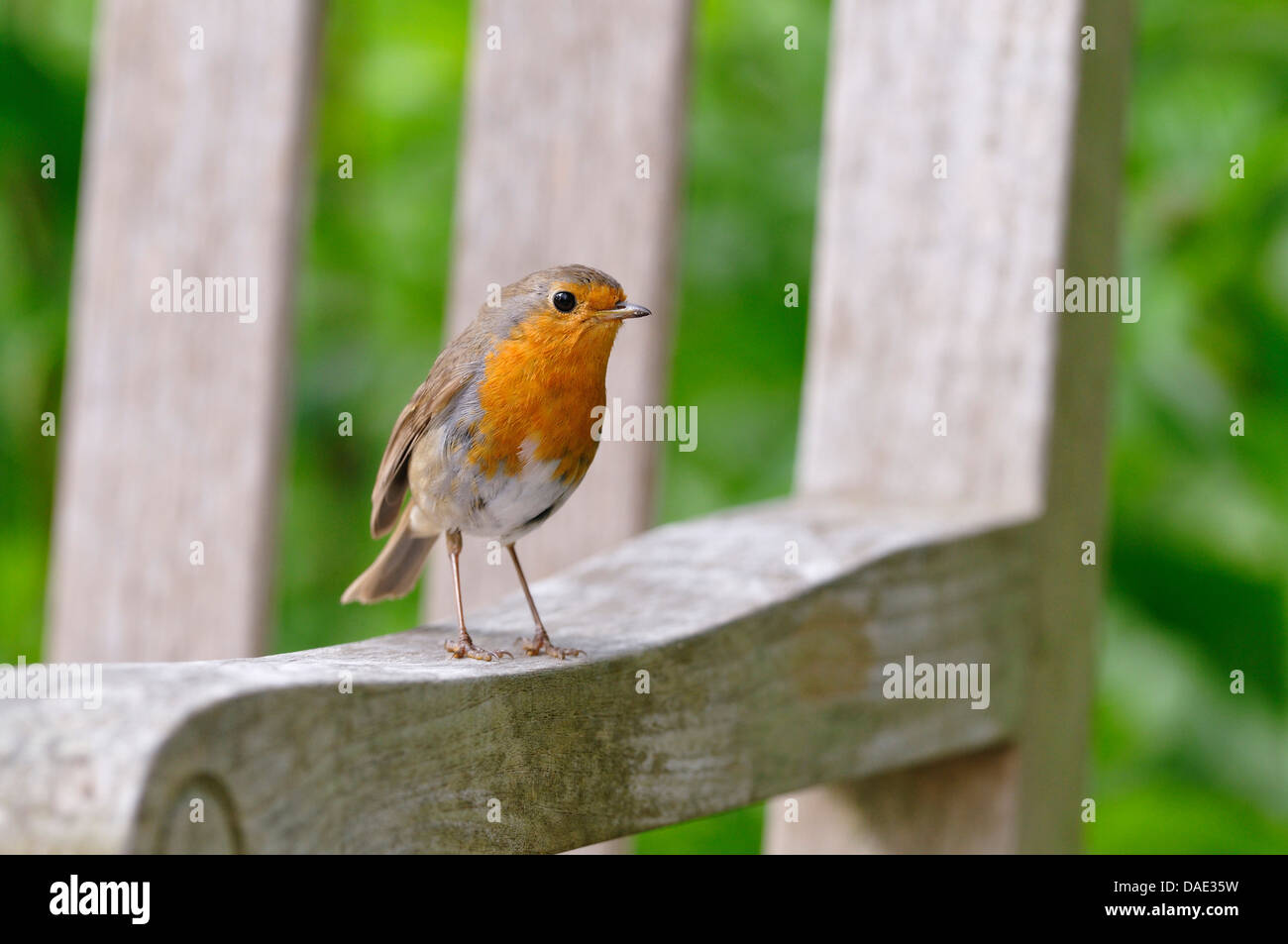 Robin garden bench hi-res stock photography and images - Alamy