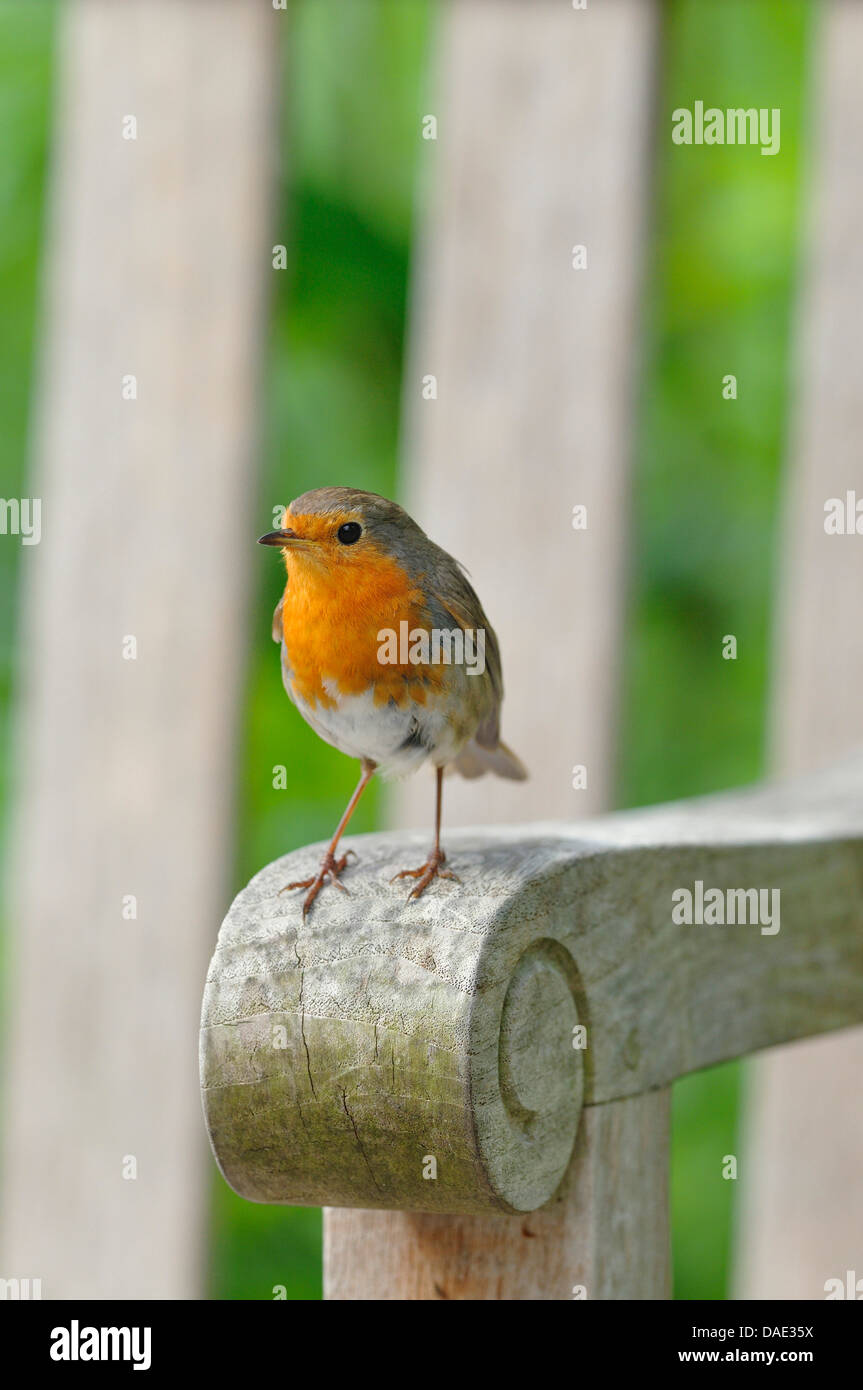 Robin garden bench hi-res stock photography and images - Alamy