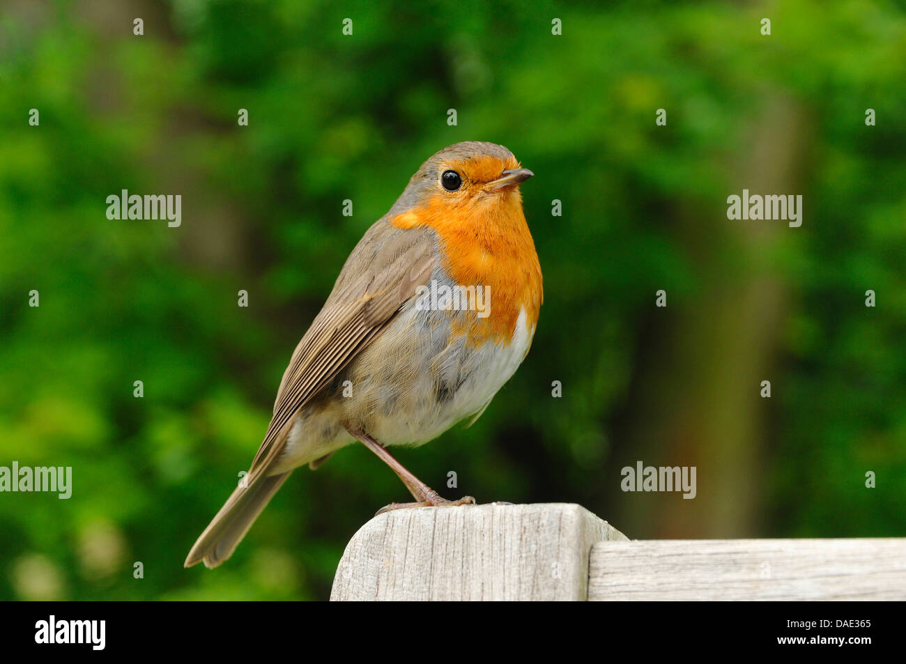 European robin (Erithacus rubecula), sitting on a garden bench, Germany ...