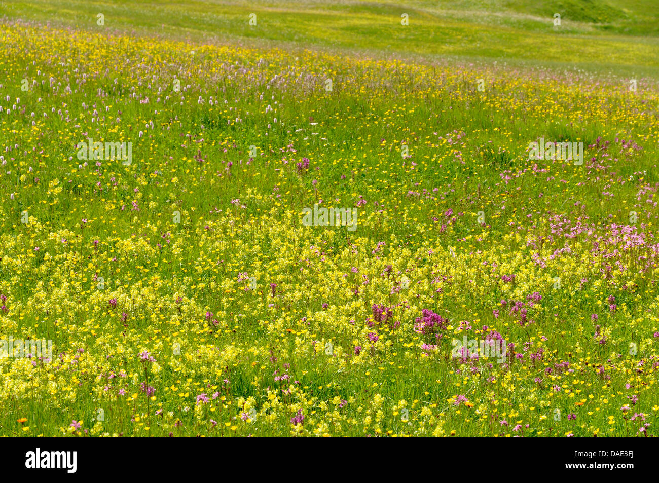 colourful mountain meadow, Italy Stock Photo - Alamy