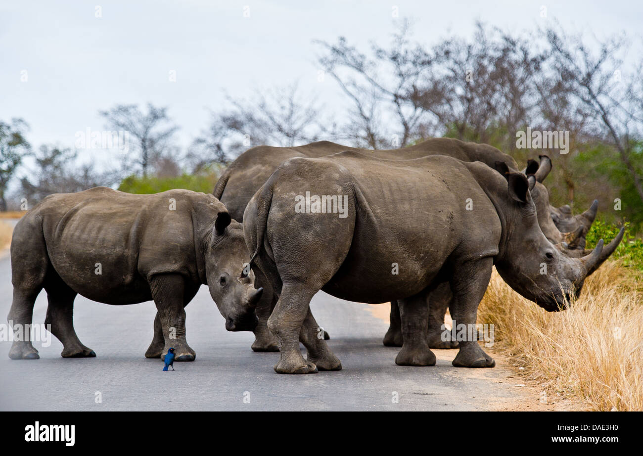 Rhino road block Stock Photo - Alamy