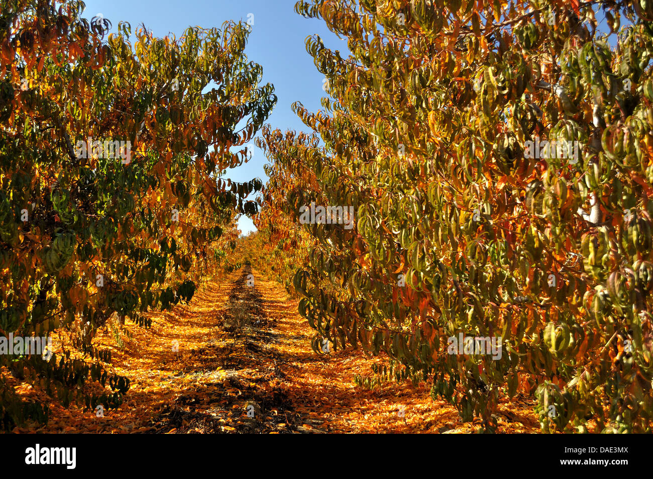Fall colors in a peach orchard, central California Stock Photo - Alamy