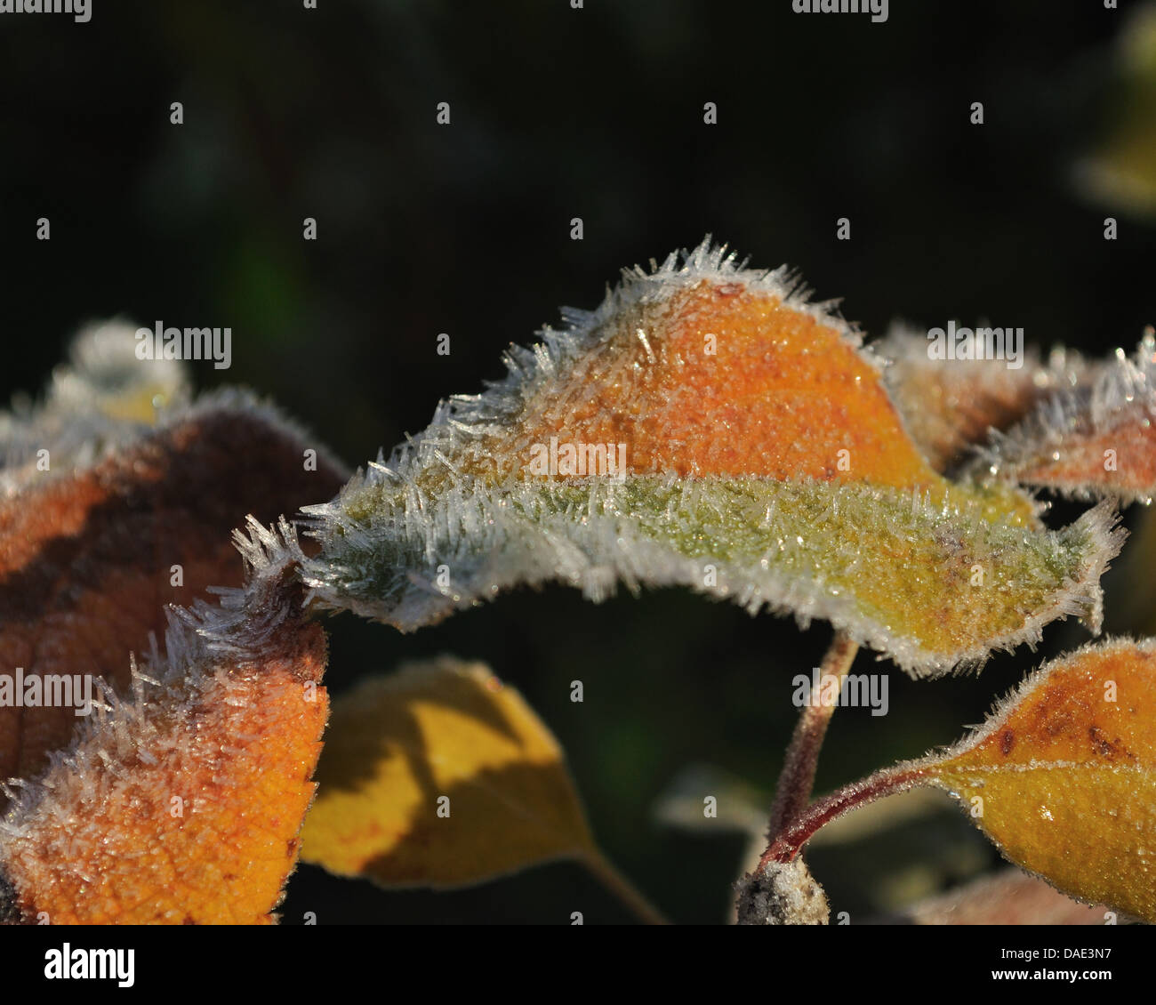 Cold cold leaf hi-res stock photography and images - Alamy