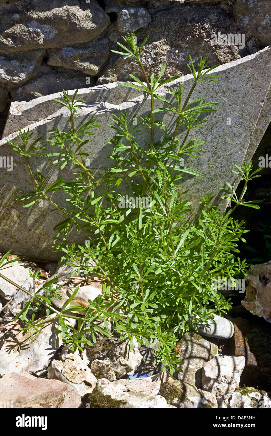 Cleavers or goosegrass, Galium aparine, plant growing amongst garden ...