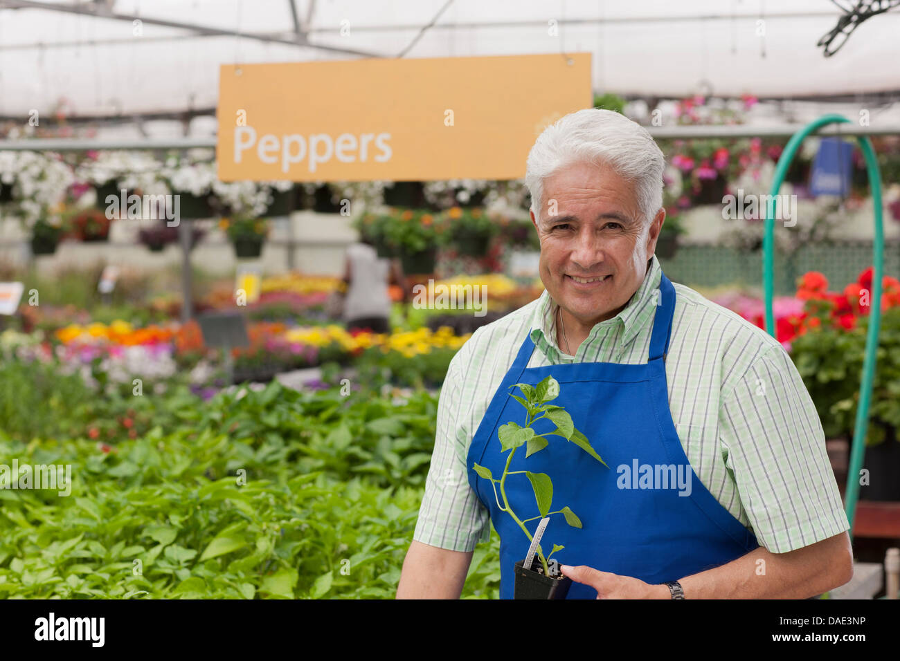 Senior man holding plant garden centre hi-res stock photography and ...