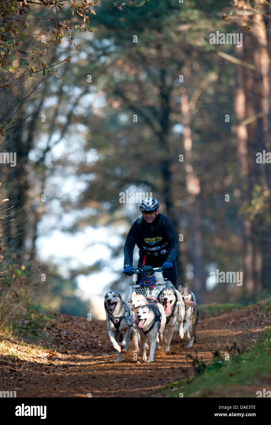 A man races his team of dogs during the Sled Dog World Championship in ...