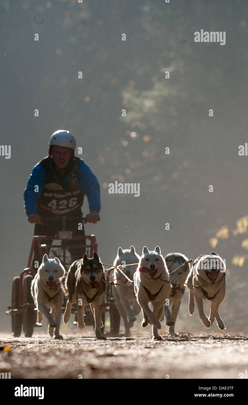 A man races his team of dogs during the Sled Dog World Championship in ...