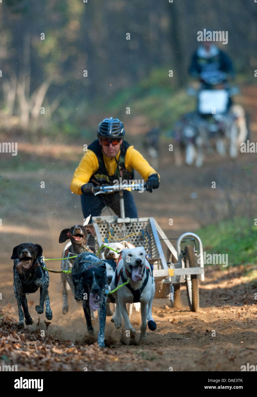 A man races his team of dogs during the Sled Dog World Championship in ...