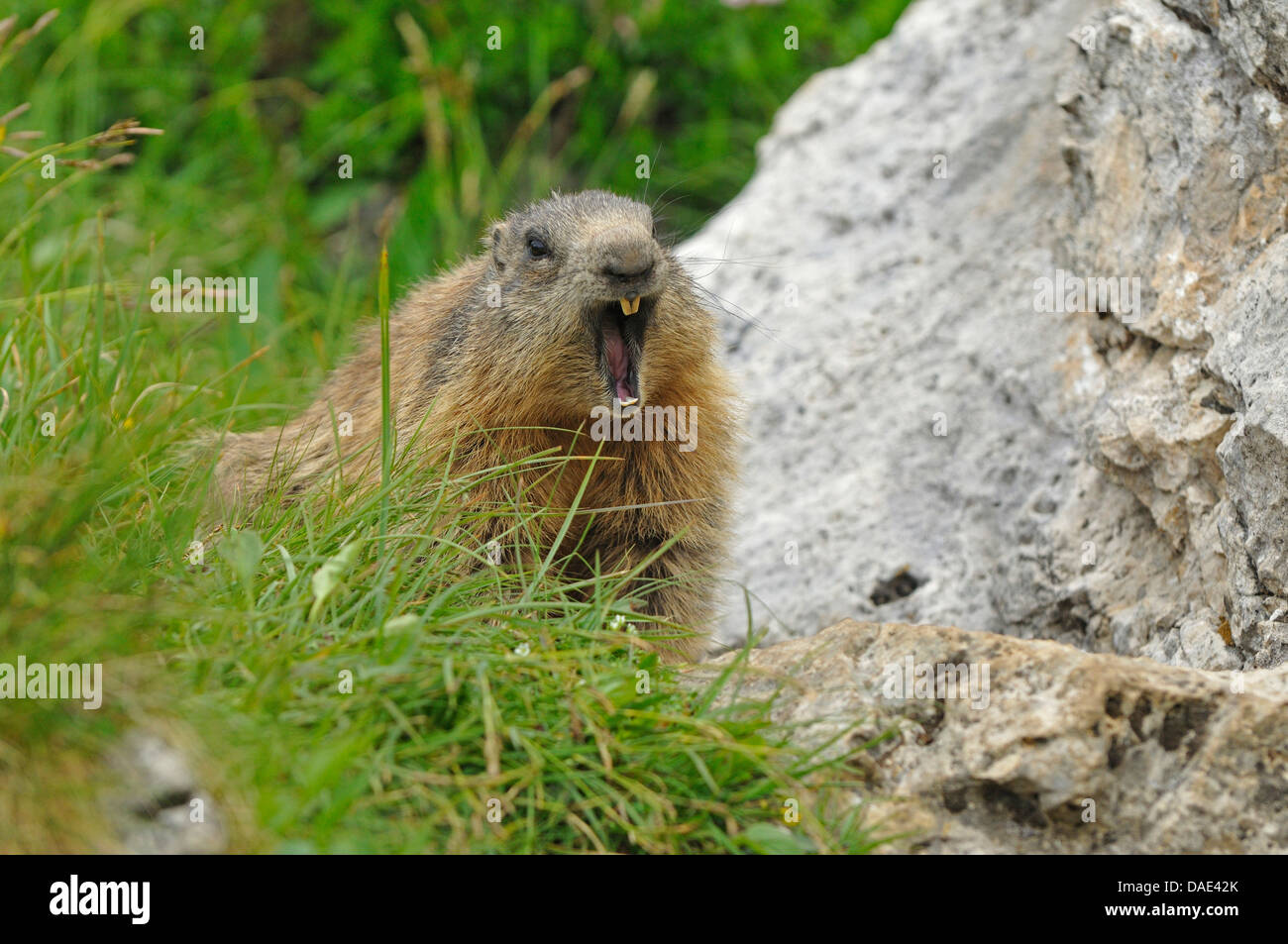 alpine marmot (Marmota marmota), warning the other colony members by ...